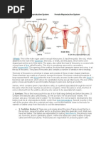 Male Reproductive System Pdf Testicle Prostate