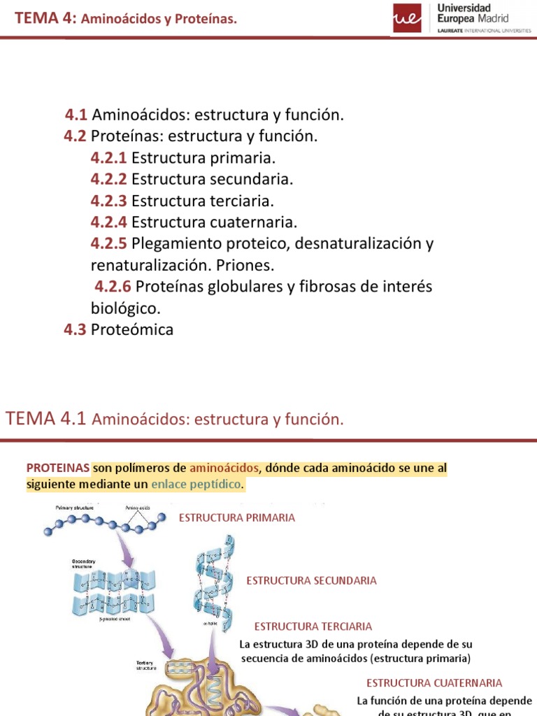 TEMA 4 Aminoácidos y Proteínas Farma Emma 2018-2019 | PDF | Estructura ...