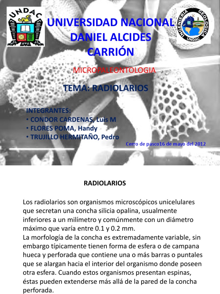 Características de los Radiolarios | PDF | Organismos | Naturaleza