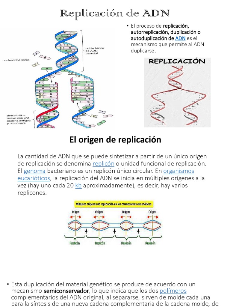 Replicación de ADN | PDF | Replicación De Adn | Adn