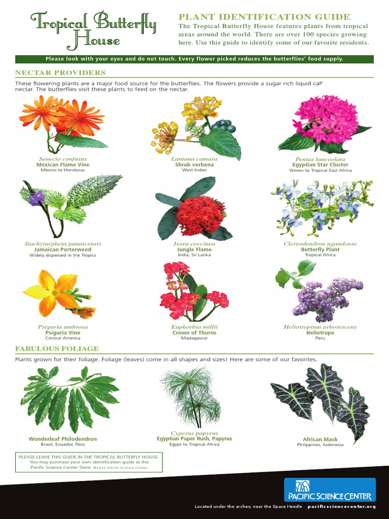 Plant Identification Guide: Nectar Providers | PDF | Cocoa Bean | Coffee