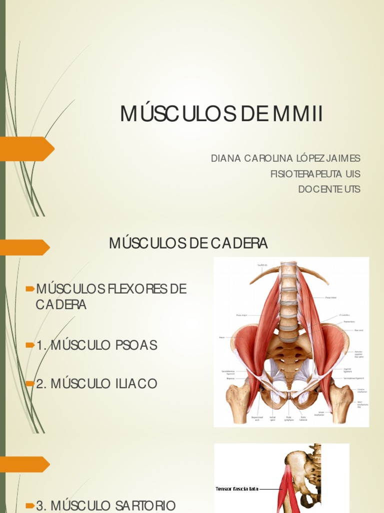 Músculos de MMII y su función | PDF