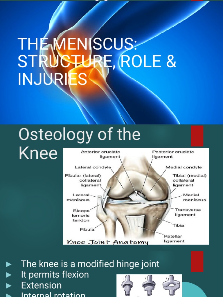 The Meniscus: Injuries: Structure | PDF | Knee | Musculoskeletal System