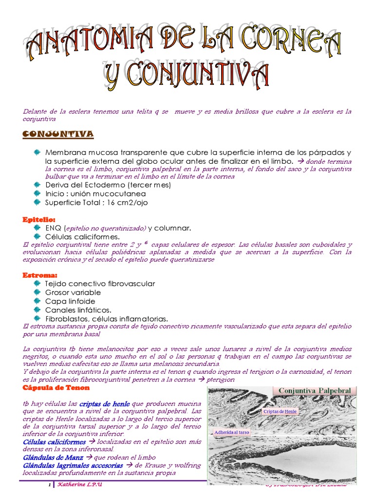 Anatomía de la Conjuntiva Ocular | PDF | Córnea | Epitelio