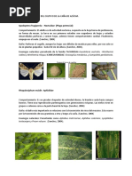 J.L.J.A - Tipos de Pupa | PDF | Crisálida | Mosca