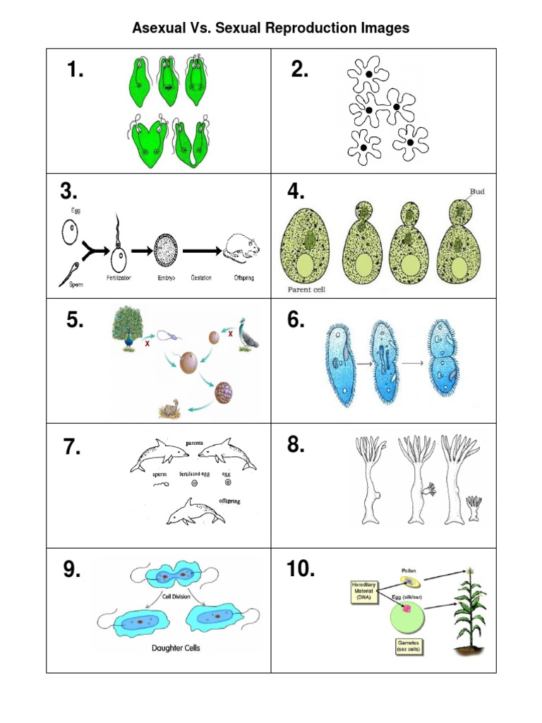 Asexual and Sexual Reproduction Images | PDF