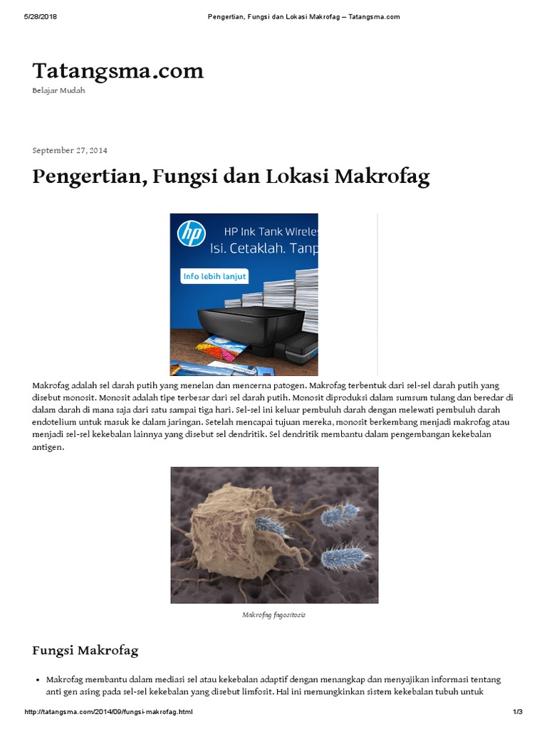 Pengertian, Fungsi Dan Lokasi Makrofag | PDF | Kesehatan Holistik ...