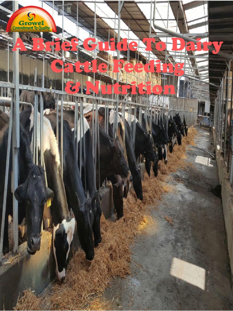 A Brief Guide To Dairy Cattle Feeding Nutrition | PDF | Dairy Cattle | Calf
