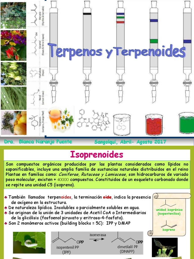 Terpenoides 2017-II PDF | PDF | Química Orgánica | Química