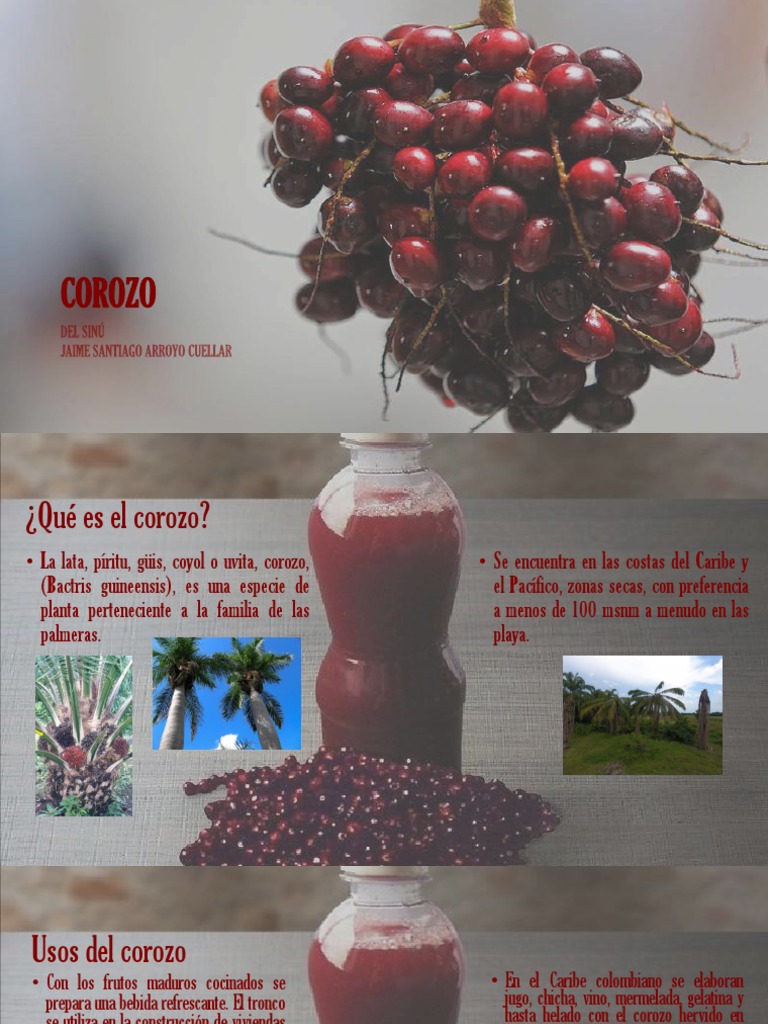 Corozo | Vino | Antioxidante