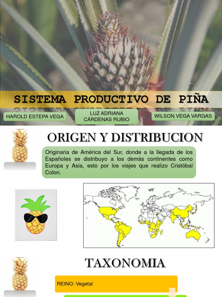 Origen y Producción de la Piña | PDF | Piña | Fruta