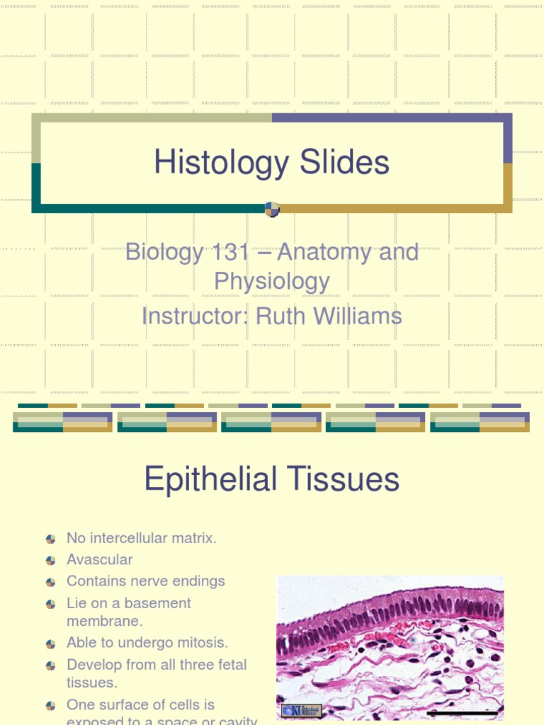 Histology Slides | PDF | Epithelium | Connective Tissue