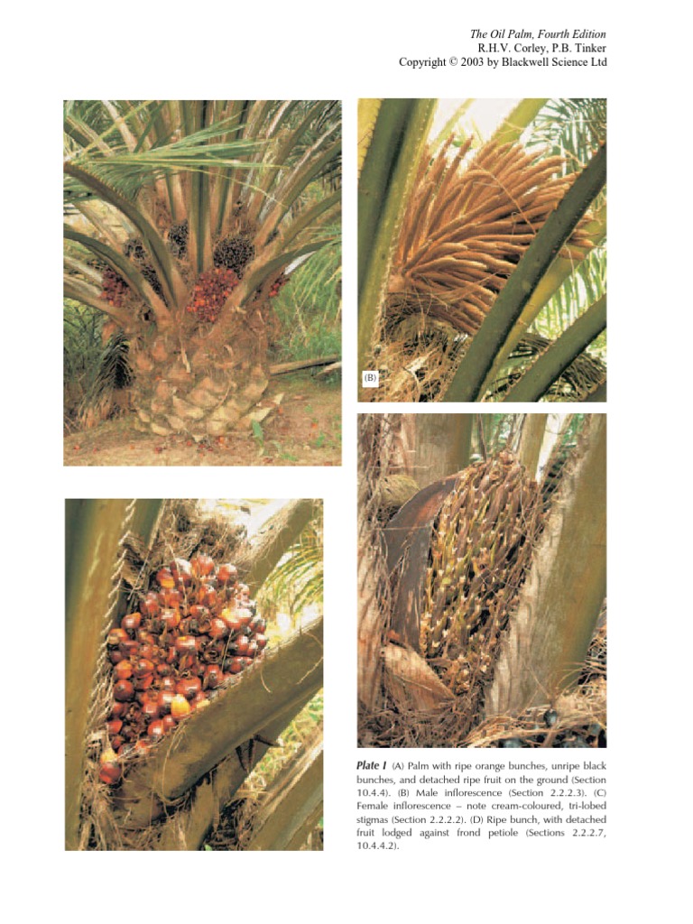 The Oil Palm 4th Edition | PDF | Plants | Botany