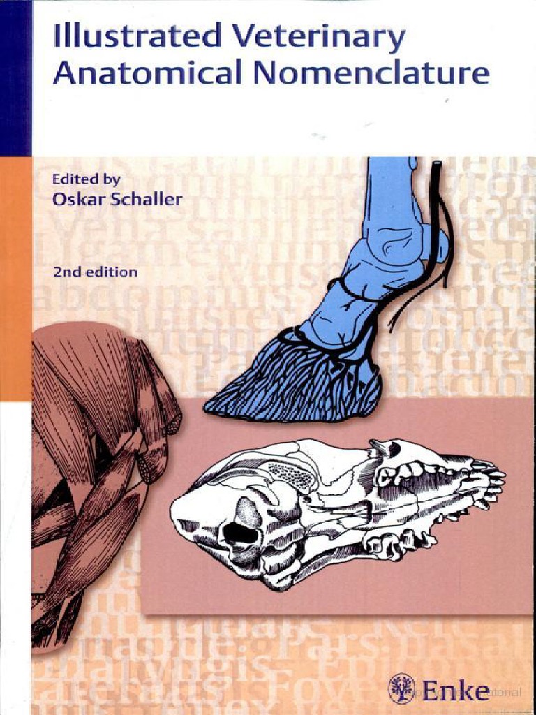 Illustrated Vet Anatomical Nomenclature PDF | PDF