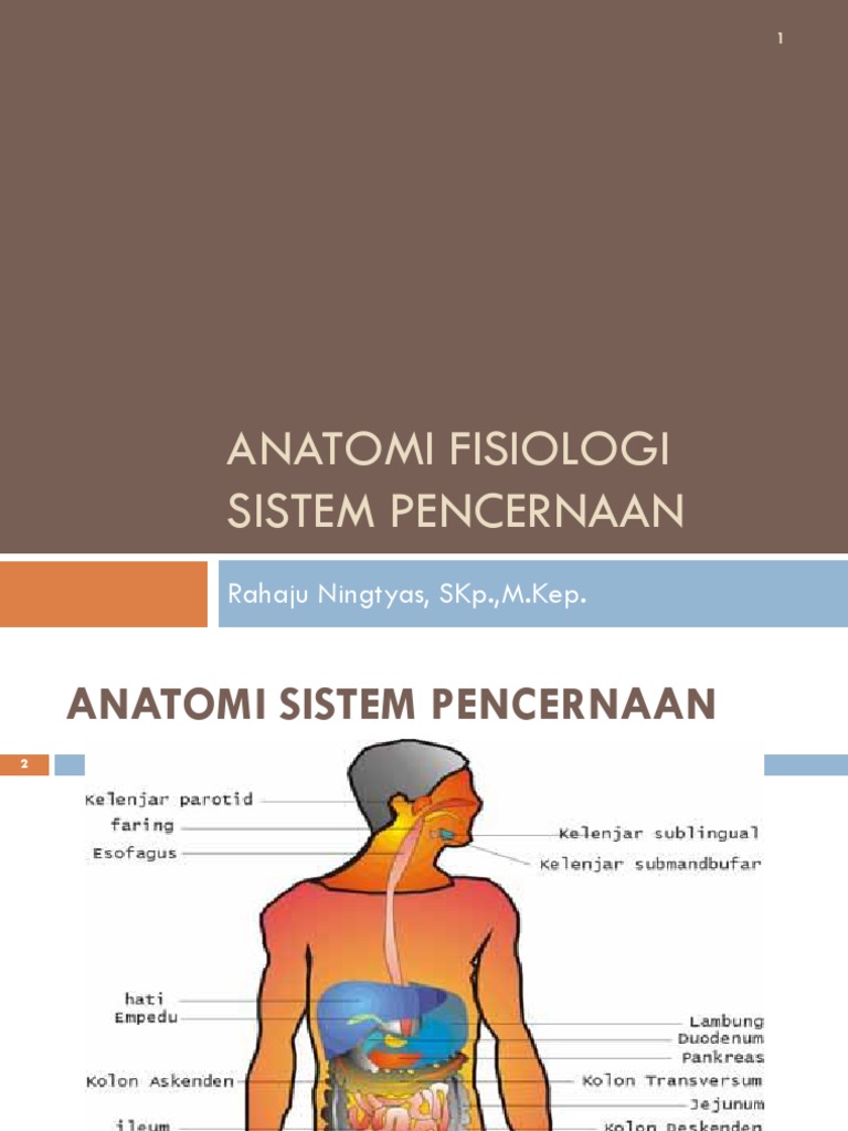 Anatomi Fisiologi Sistem Pencernaan | PDF