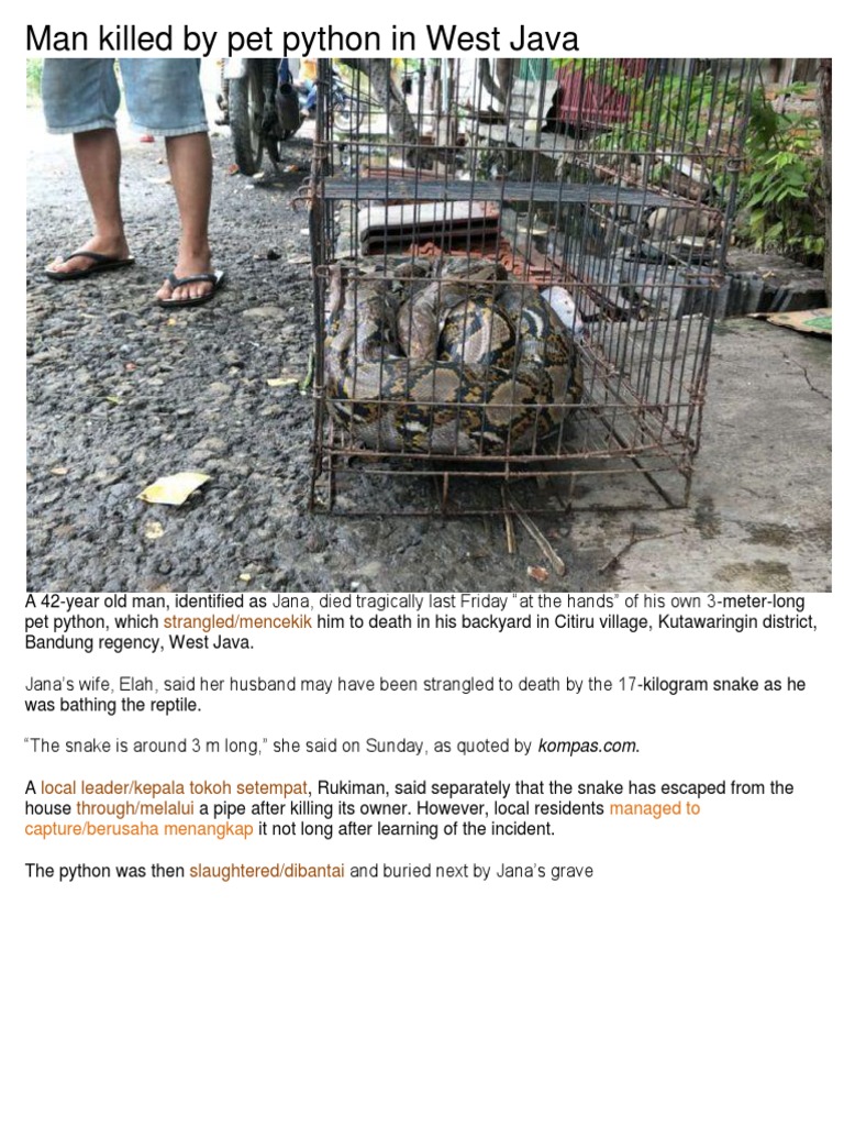 Man Killed by Pet Python in West Java Reading | PDF