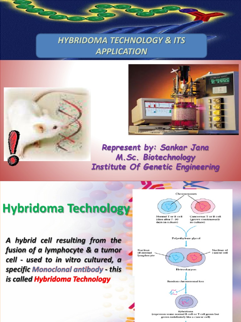 Hybridoma Technology and Its Application | PDF | Monoclonal Antibody ...