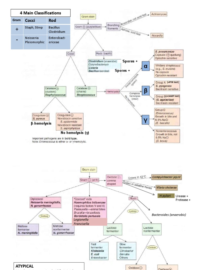 Cocci Rod 4 Main Classifications: Gram Staph, Strep Bacillus ...