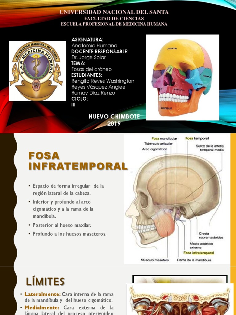 Diagramadelcraneodenuevo