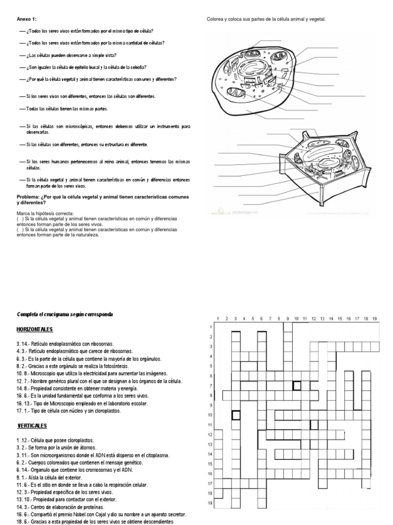 Actividades sobre Células para 6º Año | PDF | Biología Celular ...