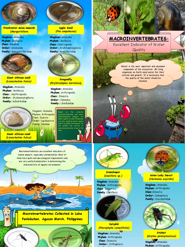 Macroinvertebrates:: Excellent Indicator of Water Quality | PDF ...
