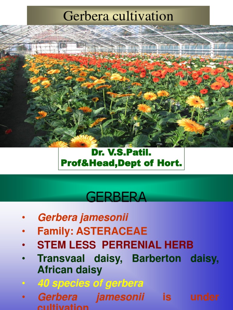 Gerbera Cultivation: Dr. V.S.Patil. Prof&Head, Dept of Hort | PDF ...