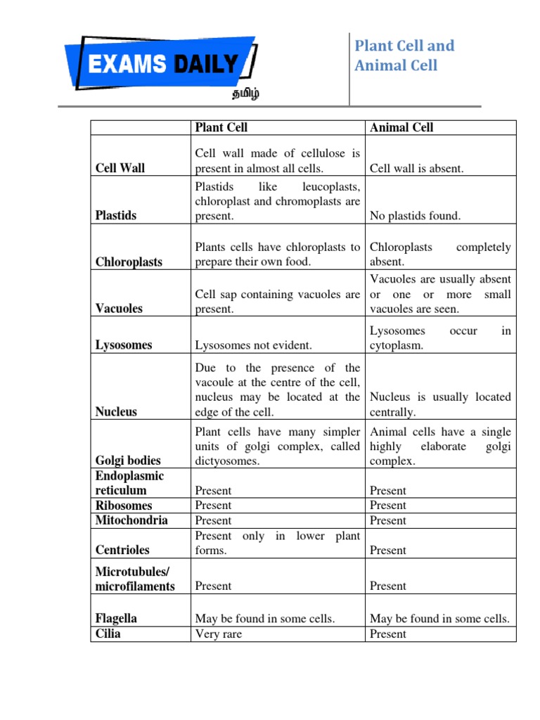 Plant Cell and Animal Cell | PDF | Eukaryotes | Cell (Biology)