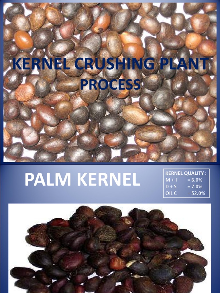 Kernel Crushing Plant Process Overview | PDF | Technology & Engineering
