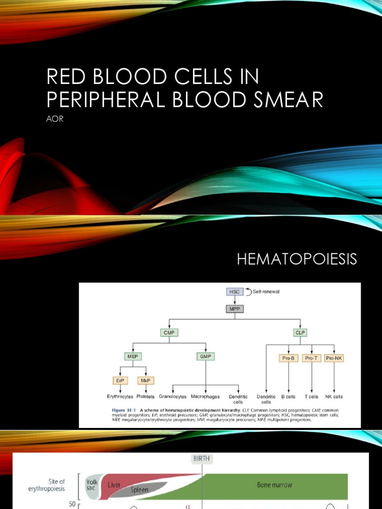 Peripheral Blood Smear Pdf Anemia Red Blood Cell