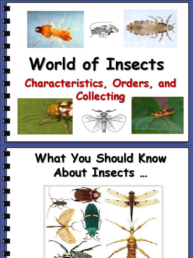 World of Insects | PDF | Insects | Fly