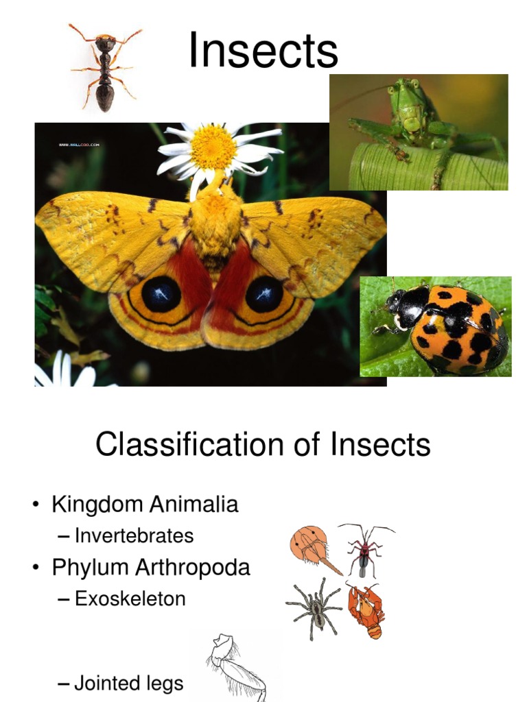 Classification and Characteristics of the Diverse Kingdom of Insects ...