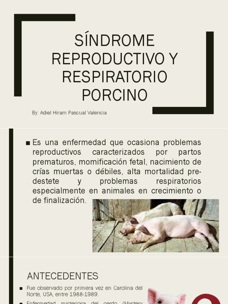 PRRS Síndrome Reproductivo y Respiratorio Porcino | PDF | Virus | Neumonía
