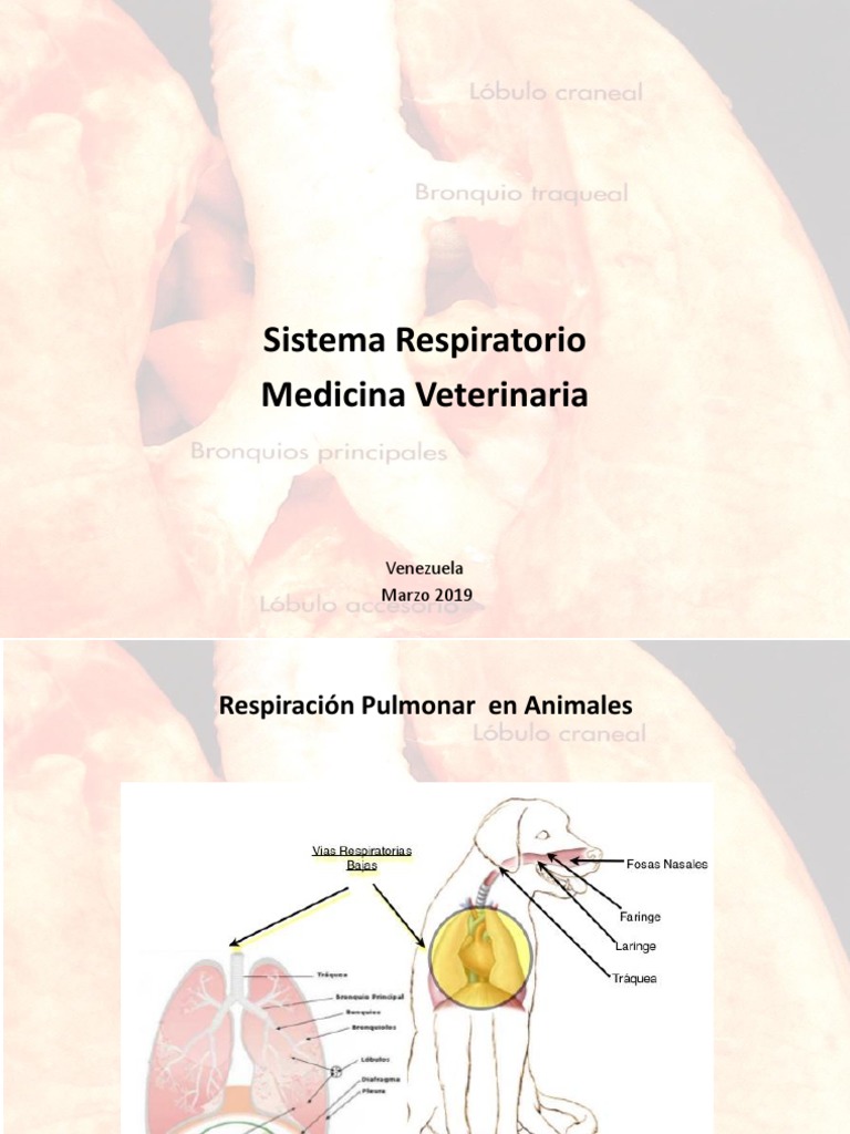 Medicina Veterinaria y Respiración Animal | PDF | Respiración | Pulmón