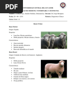 Raza Porcina Yorkshire | PDF | Cerdo doméstico | Carne
