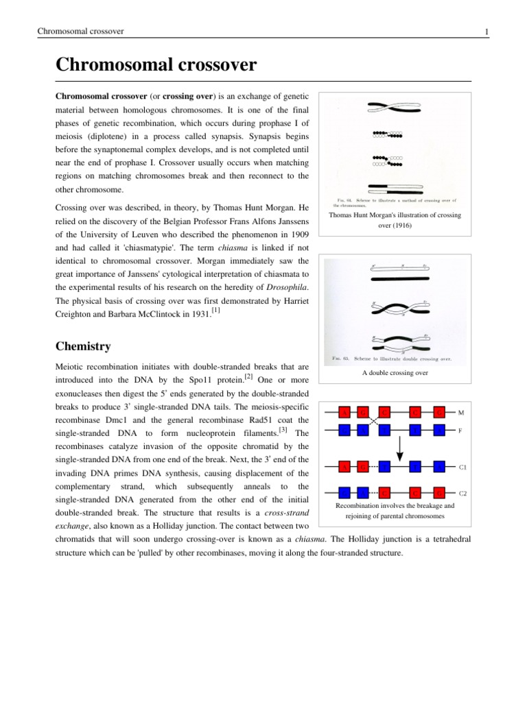 Chromosomal Crossover | PDF | Genetic Recombination | Meiosis
