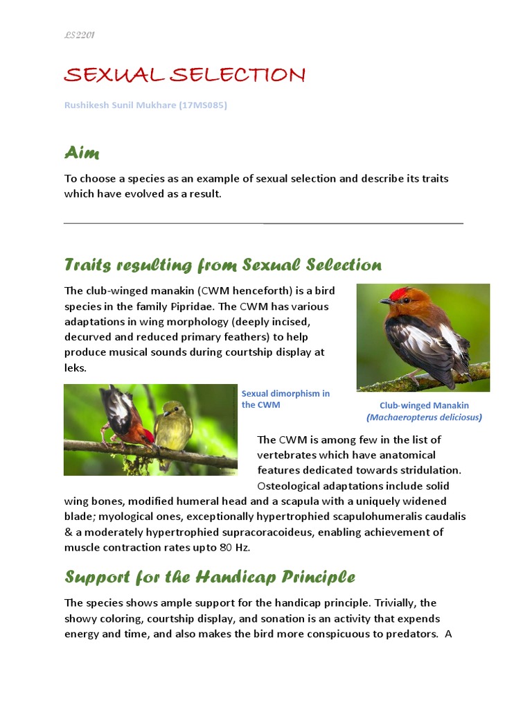 Brief Review of Club-Winged Manakin As An Example of Sexual Selection ...