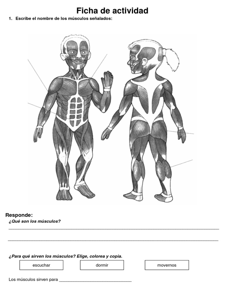 Ficha de Actividad Ciencia MUSCULOS | PDF