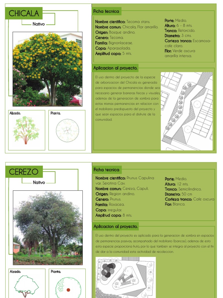 Catalogo Vegetacion | PDF | Roble | Forma de vida vegetal