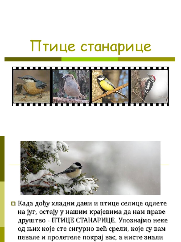 Ptice Stanarice | PDF