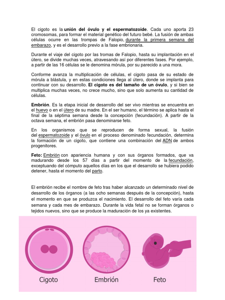 Cigoto, Embrion y Feto | PDF