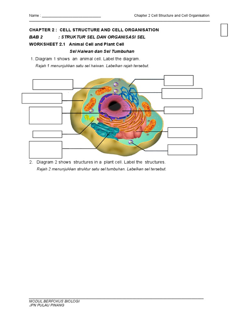 Labeling Cell Worksheet Label The Cells | Plant And Animal Cells