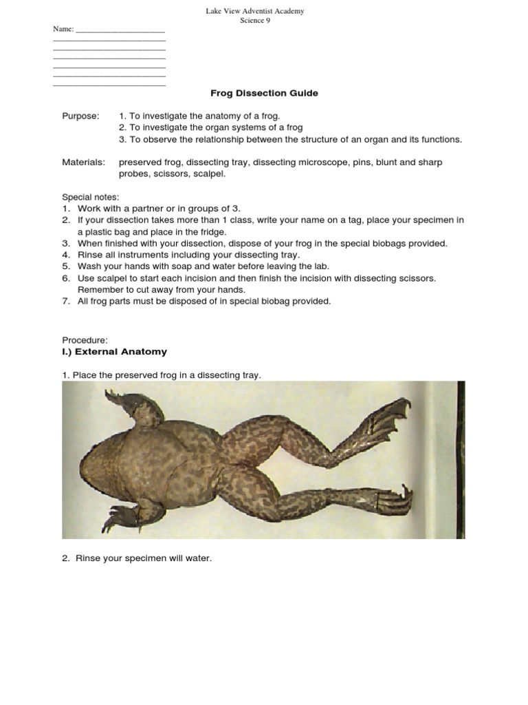 Frog Dissection Guide | Download Free PDF | Frog | Gastrointestinal Tract