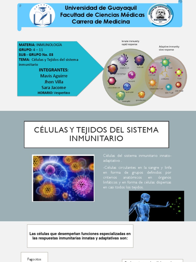 Células y Tejidos Del Sistema Inmunitario Inmuno | PDF | Linfocitos | Sistema inmune