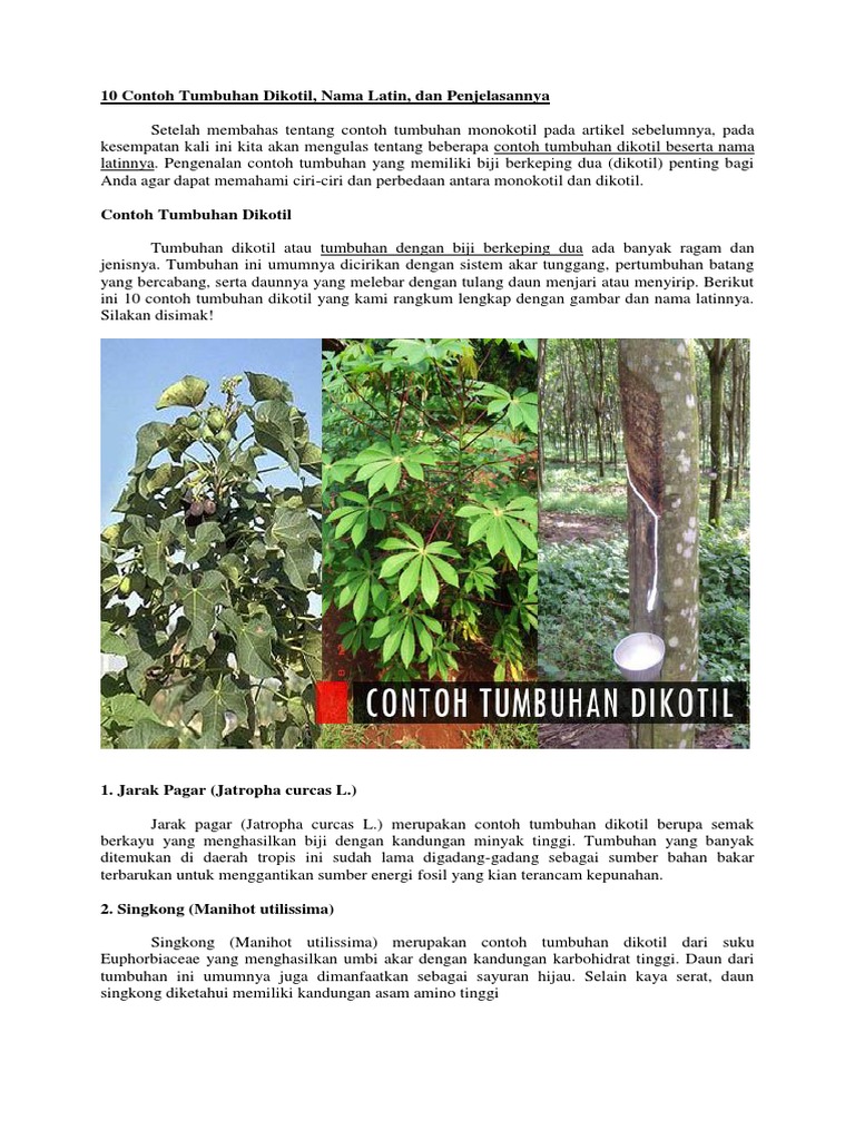 10 Contoh Tumbuhan Dikotil | PDF