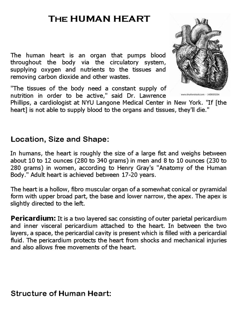 The Human Heart: Location, Size and Shape | PDF | Heart Valve | Heart