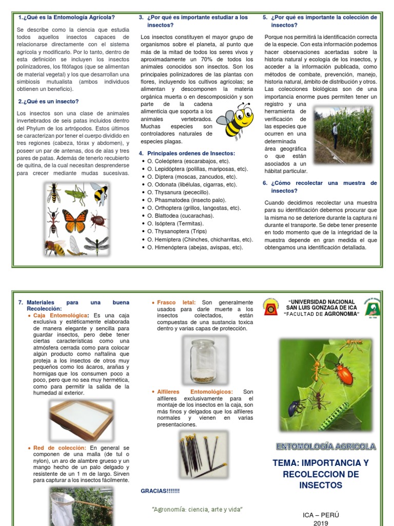 Triptico Entomologia | PDF | Insectos | Organismos