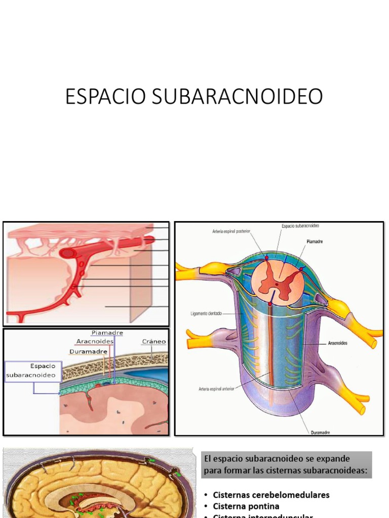 Aracnoides | Fluido cerebroespinal | Sistema nervioso central