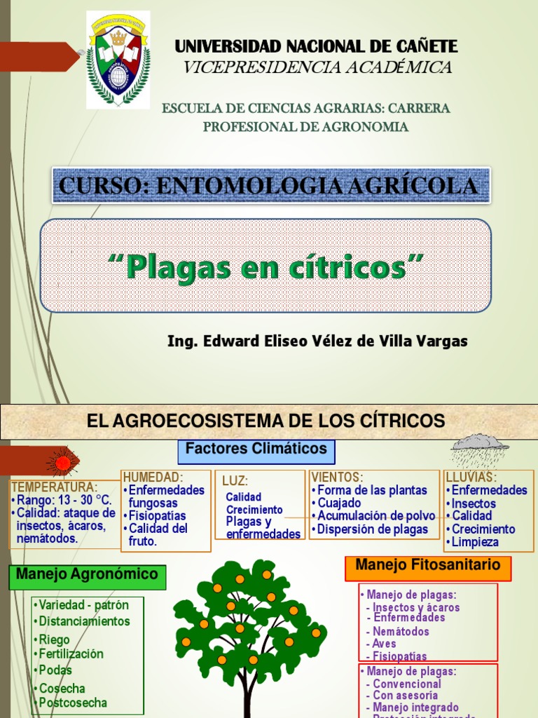 6.10. Plagas en Citricos | PDF | Agronomía | Hoja