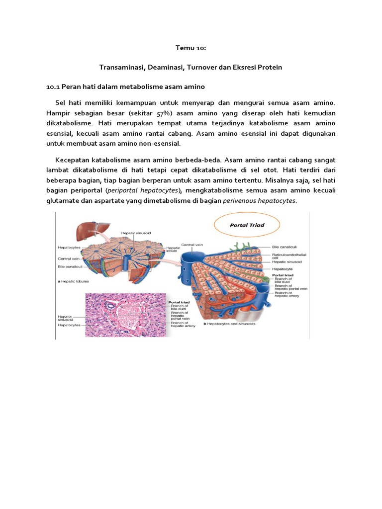 Proses Transaminasi dan Deaminasi Asam Amino | PDF | Sains & Matematika