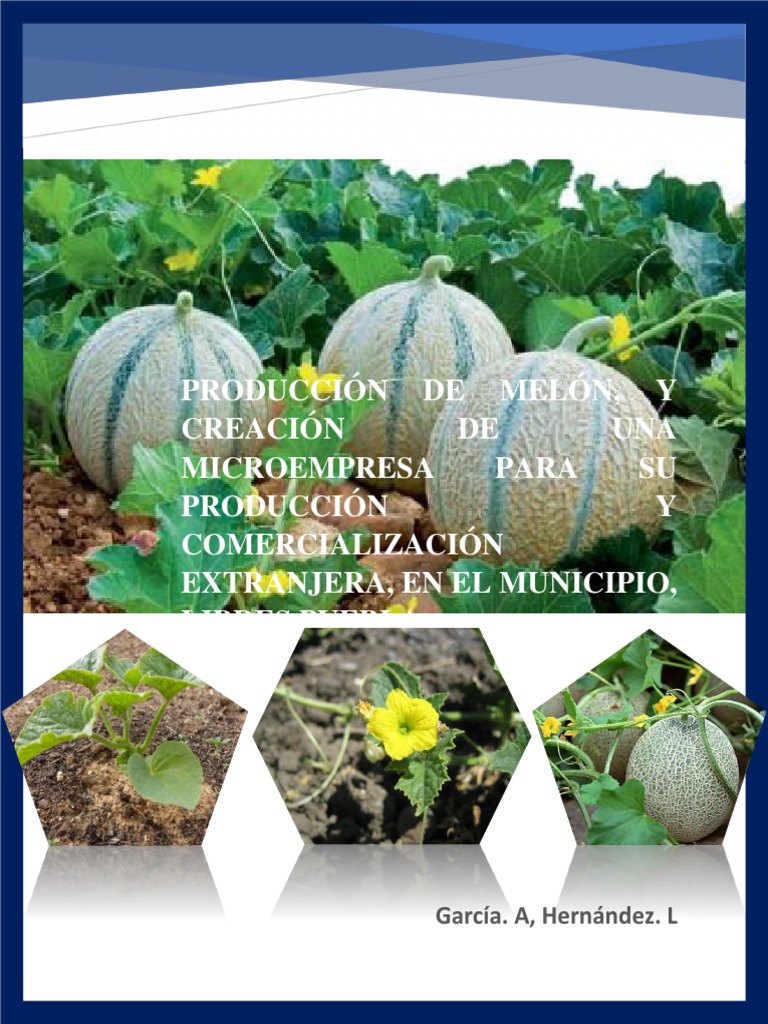 Establecimiento de Melón | PDF | Fertilizante | Plantas
